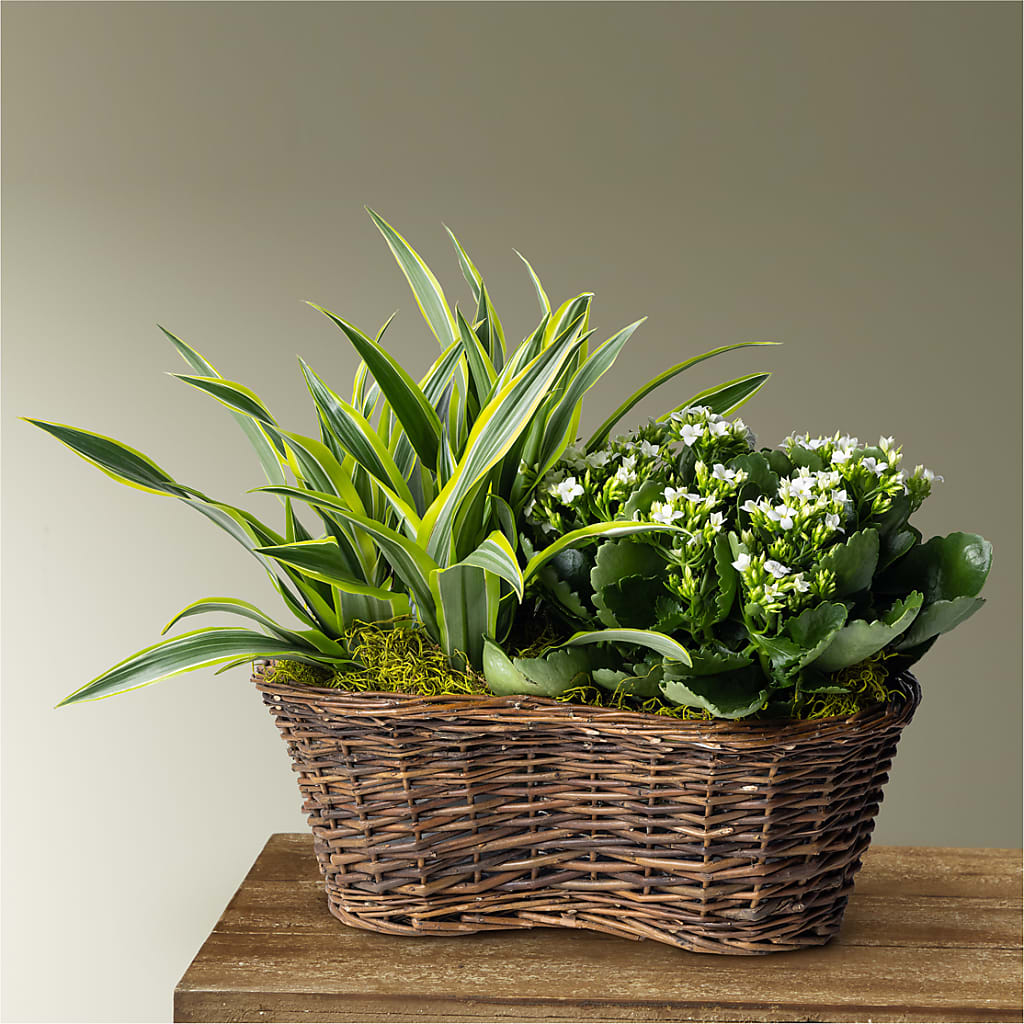 Blooming Garden–Oliver Flowers